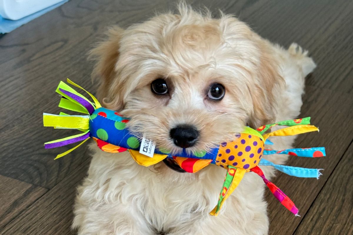 Cavachon Splooting Explained | Why Cavachons Sploot & What It Means