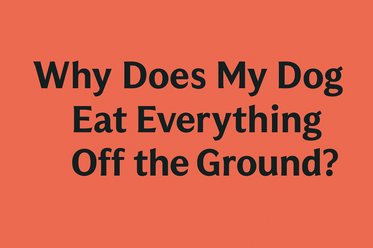 Why Does My Dog Eat Everything Off the Ground?