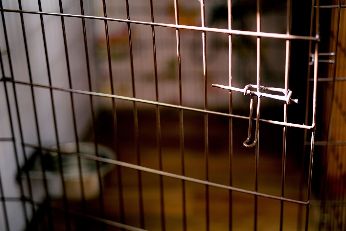 🐾How to Help Your Puppy Adjust to Their Crate or Pen